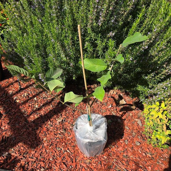 Fruit Cocktail Mango Tree - Grafted Tree - 1 to 2 Feet Tall -grafted ...