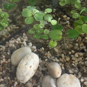 Floating Plant Package 1, Frogbit Dwarf Water Lettuce Water Spangles ...
