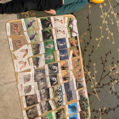 MAMMAL ANIMALS 28 Editable Montessori Cards Flash Cards Nomenclature ...