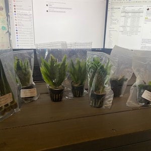 Pogostemon Helferi downoi Plant Tissue Culture, Easy Live Aquatic Plant ...