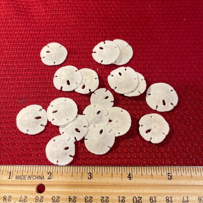 Large left Handed Lightning Whelk Shell 6 - Etsy