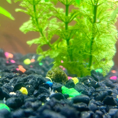 Java Moss Ball Nano Packs Live Aquarium Plant for Terrariums ...