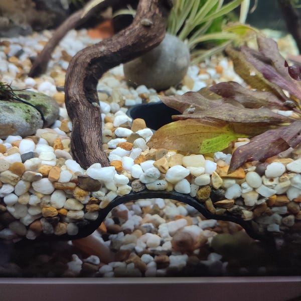 Tidal Cave Nature Inspired Terrarium Aquarium for Shrimps, Fish, and ...