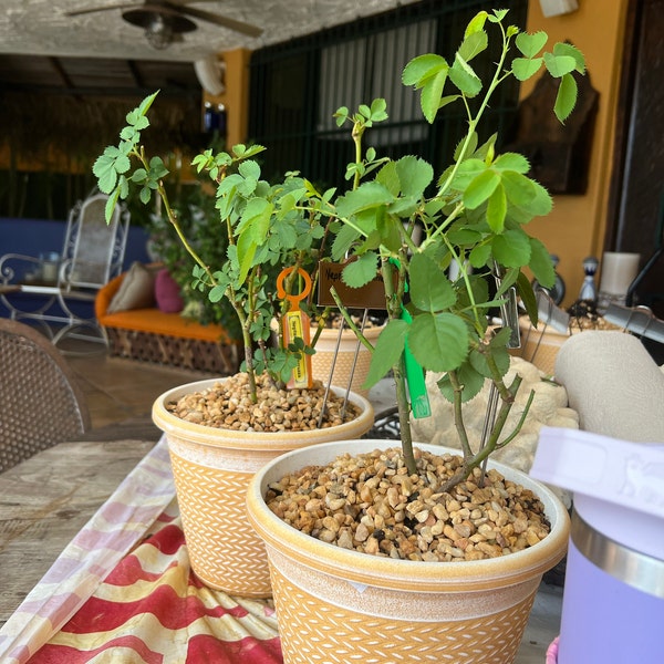 Rose【scheherazade| シェエラザード】-1.5 Gal Ownroot | Rare Rose| Strong ...