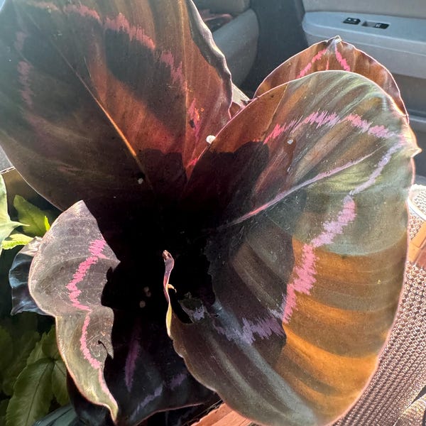 Dottie Rose Painted Prayer Plant - Calathea Roseopicta 'dottie' - Easy ...
