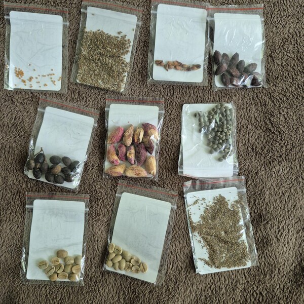 Dominican Barahona Arabic Coffee Tree Organic Seeds, 10+ Count Coffee ...