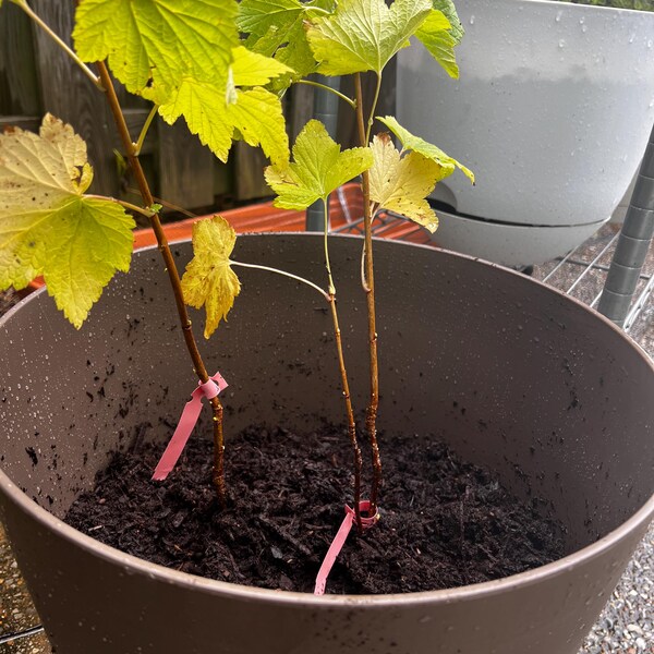 5 Surecrop June Bearing Live Strawberry Roots. Zones 5-8. - Etsy