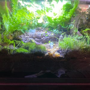 Turquoise Tropical Springs Terrarium With Live Moss in Mini Bubble Bowl ...