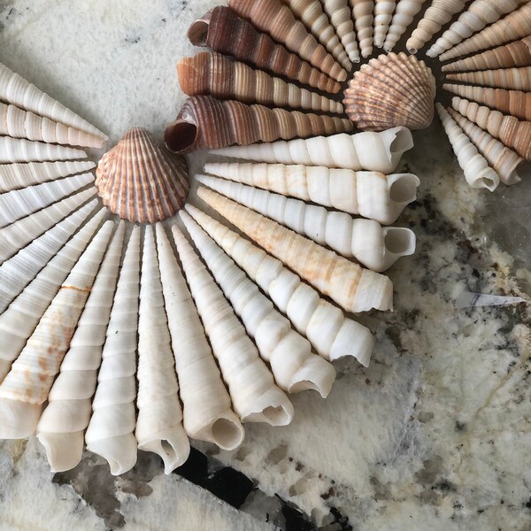 White Turritella Seashells (10 PC) - White Shells- Seashell Supply ...