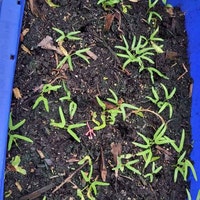 LARGE PACKAGE 300 Seeds Garlic Chive Seeds asian Herb Organic 韭菜 Gow ...