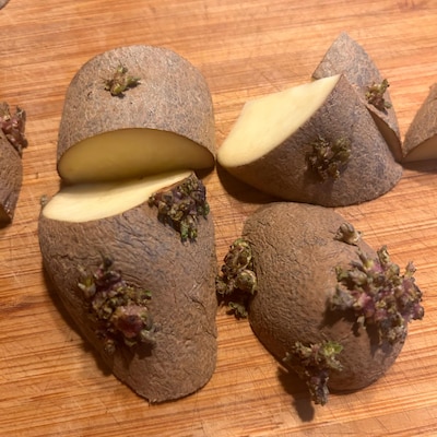 Fresh Spineless Thornless Edible Nopales Cactus Pear Pad Prickly Pears ...