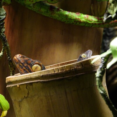 1 Fresh Cut Bamboo Choose From 1 to 8 Feet Long - Etsy