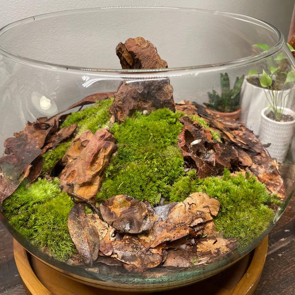 Live Clean and High Quality Planted Sheet Moss & Cushion Moss for ...