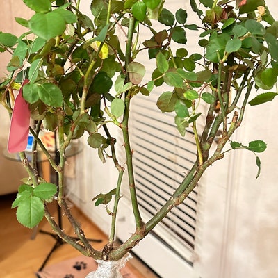 French Cut Rose Pink Strong Fragrant Rose Live Plant, 1 Gallon - Etsy