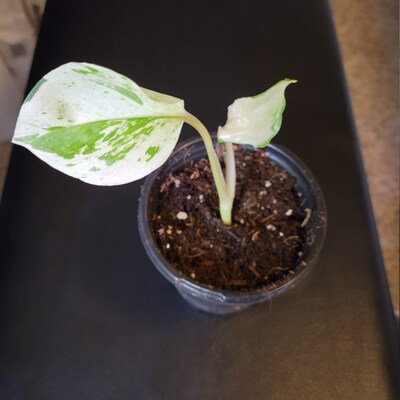 Rare Epipremnum Harlequin RARE Super White Cultivar of Epipremnum ...