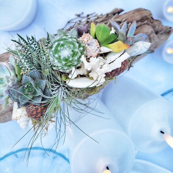 Nautical Driftwood Succulent Arrangement: Live Indoor Plants - Etsy