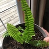 Chester Fern Starter Plant (ALL STARTER PLANTS Require You to Purchase ...
