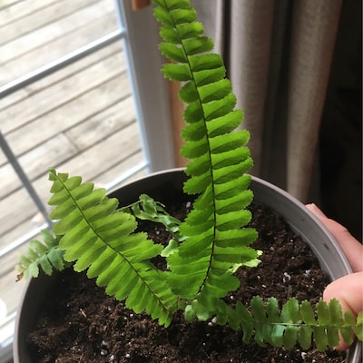Chester Fern Starter Plant ALL STARTER PLANTS Require You to Purchase 2 ...