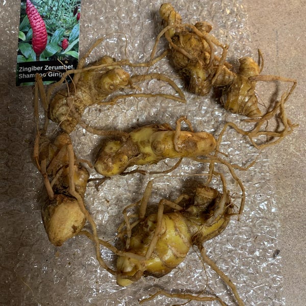 10x Seeds Giant Passionfruit Giant Granadilla, Rare, Exotic, Delicious ...