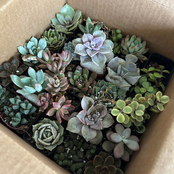 12 Succulents-sets - Etsy