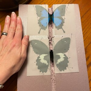 The Amber Phantom Clearwing Butterfly Haetera Piera Mounted - Etsy