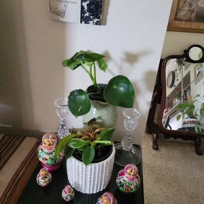 Peperomia Polybotrya Peperomia Raindrop Live Plant Rare - Etsy