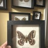 Real Kolyma 88 Butterfly Framed Taxidermy - Callicore Kolyma - Etsy