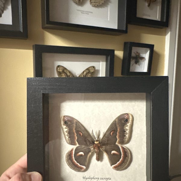 Real Pink Blushing Phantom Butterfly Framed Taxidermy Cithaerias Pireta ...