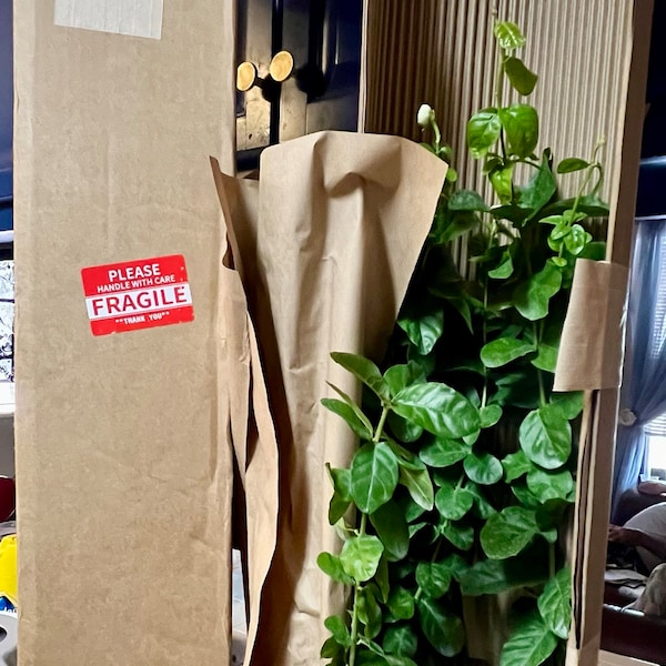 Fresh Whole Burdock Root, Gobo Root - Etsy