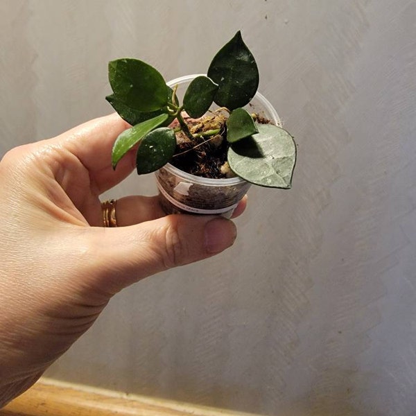 Hoya Irina Splash | Exact Rooted Plant | Houseplants | Tropical Plants ...