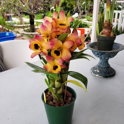 Orchid Rlc. Toshie's Magic 'doris'2 Pot Inch Blooming 1-2 Yrs - Etsy