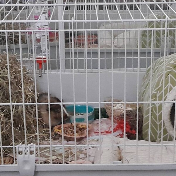 Straw Hay Wreath Ring Chew for Bunnies and Guinea Pigs | Natural Hay ...