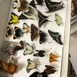 10-100 UNSPREAD RANDOM Butterflies Pack Lot Real Mixed Species - Etsy