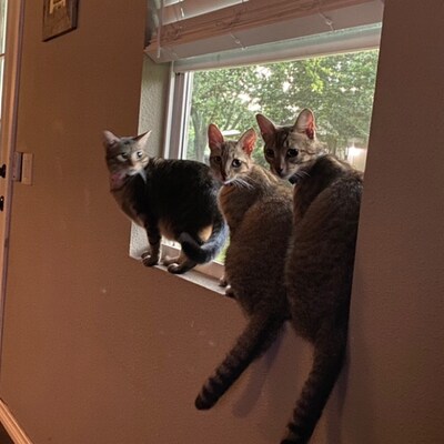 Dried Quail Wings4 for Crafts & Cats - Etsy