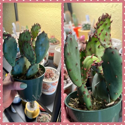 Crassula Picturata tiger Jade 4 - Etsy