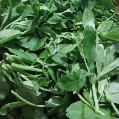 Green SEEDS african Spinach, Efo Tete, Callaloo, Amaranthus Hybridus ...