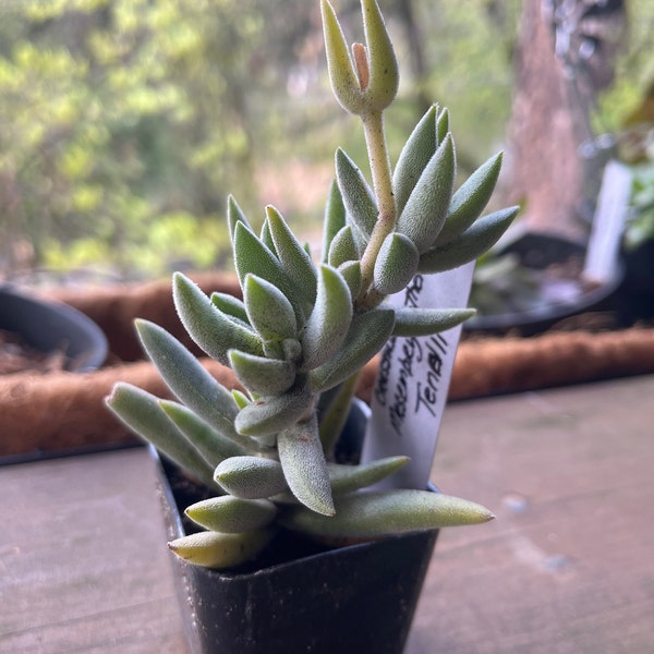 Crassula Mesembryanthemoides 'tenelli' Succulent Plant - Etsy