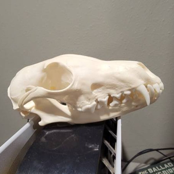 Real Arctic Fox Skull (vulpes Lagopus), Professionally Cleaned ...