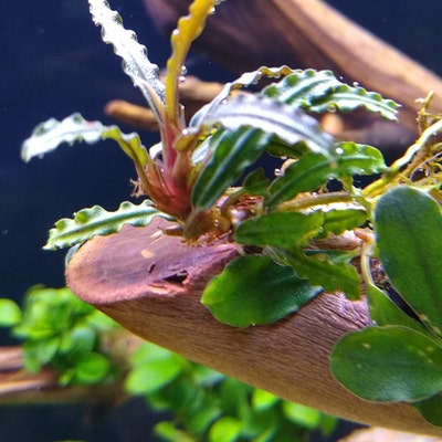 BUY 2 GET 1 FREE Bucephalandra Buce Godzilla Kedagang Red Easy Live ...