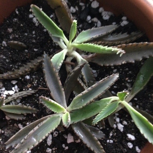 Oenothera Fruticosa Golden Sundrops Primrose Yellow Perennial 20 Seeds ...