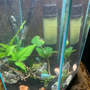 Windy Pods for Shrimp Fish Aquariums Craft Supplies - Etsy