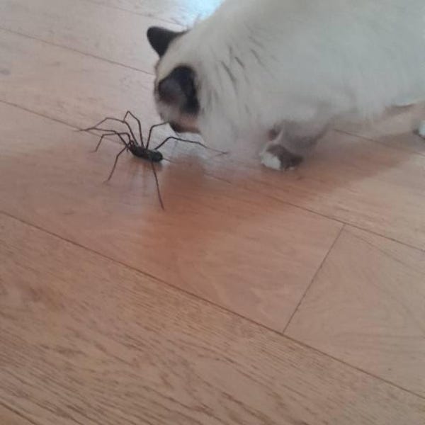 Plastic Spider as an Earring | Neon Green Realistic Giant House Spider ...