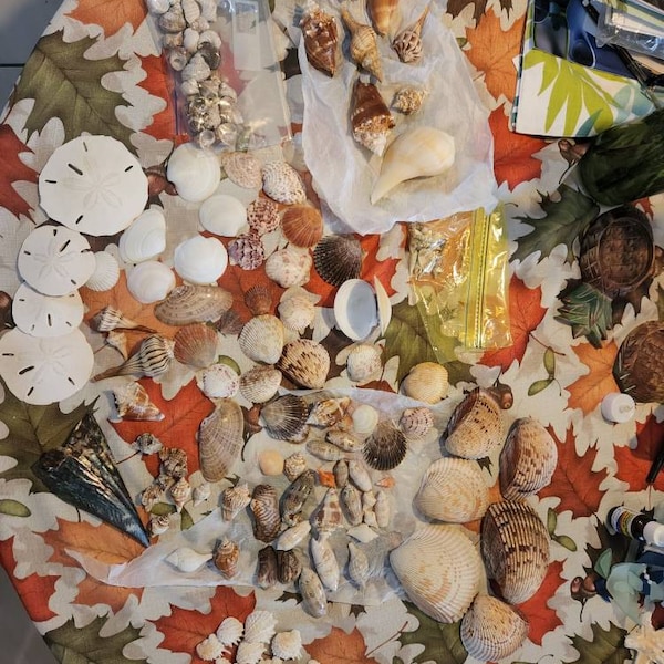 Atlantic Cockle Shells-assorted Sizes-gulf of Mexico-florida Seashells ...