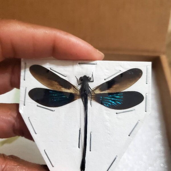 Euphaea Variegata, Teal and Violet Damselfly (A-), Mounted, Spread ...