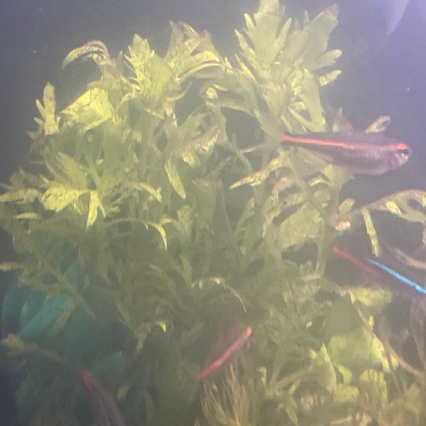 Water Wisteria or Hygrophila Difformis Bunched Freshwater Aquatic Plant ...