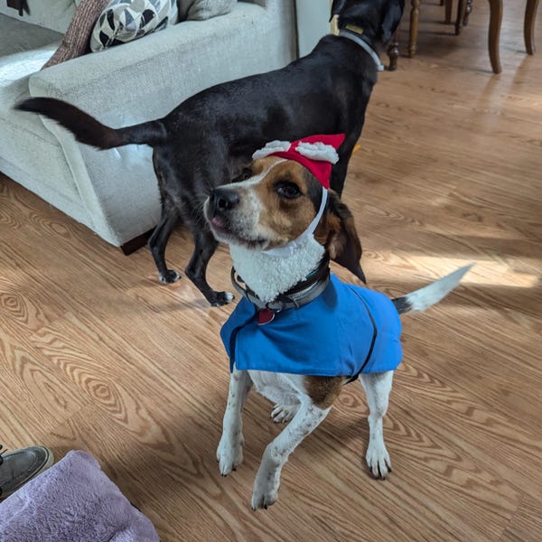 Pool Party Bikini Tutus/party Bikini Tutus/party Bikini Veils/swimsuit ...