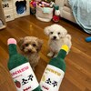 Sochew soju Bottle Dog Plush Toys With Squeaker Strawberry Grape Mango ...