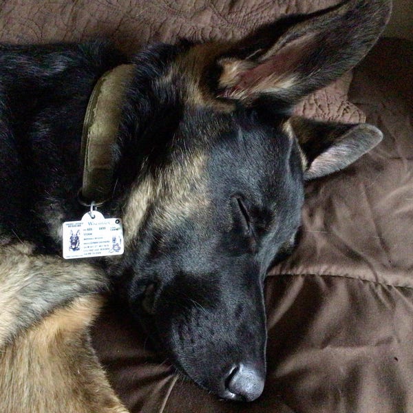 Texas Driver Dog Id Tag Personalized License, Durable Dog Tag, Double ...