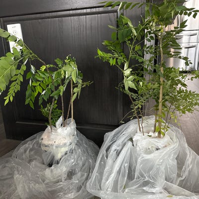 AMLA Live Plant Aka Emblica Officinalis Indian Gooseberry Phyllanthus ...