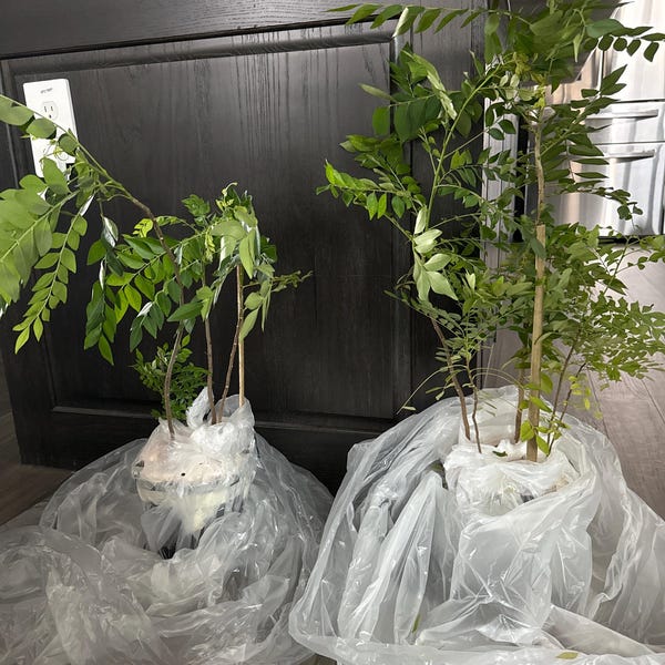 AMLA Live Plant Aka Emblica Officinalis Indian Gooseberry Phyllanthus ...